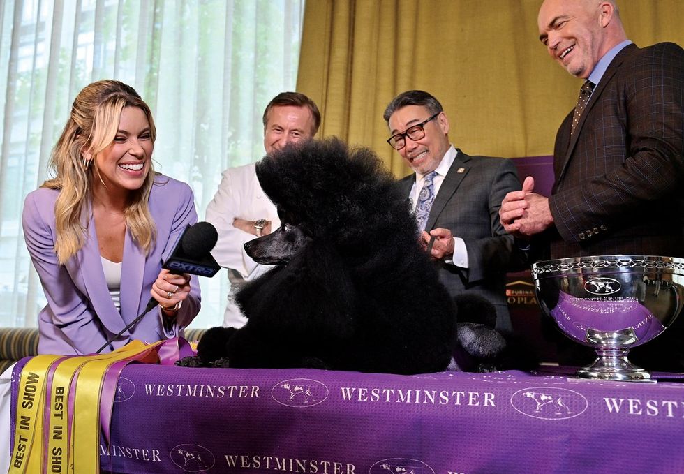 Westminster Kennel Club's Don Sturz on why dogs are a gay's best friend | Advocate.com