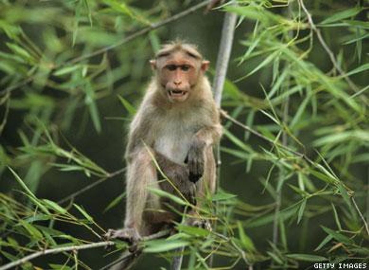 Two Female Monkeys Make Four Babies