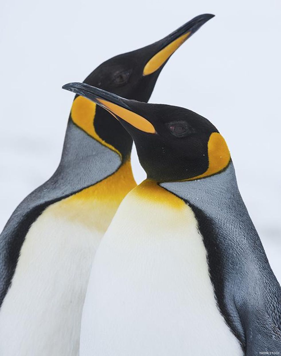 The 8 Cutest Animals That Like to Go Gay | Advocate.com
