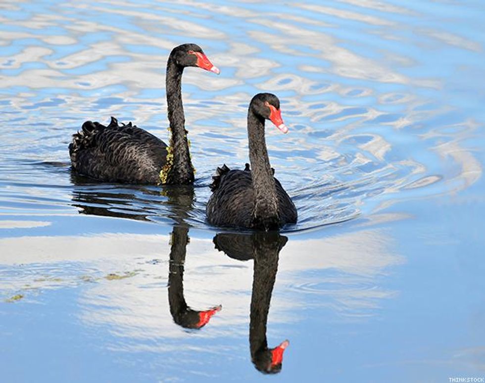 The 8 Cutest Animals That Like to Go Gay