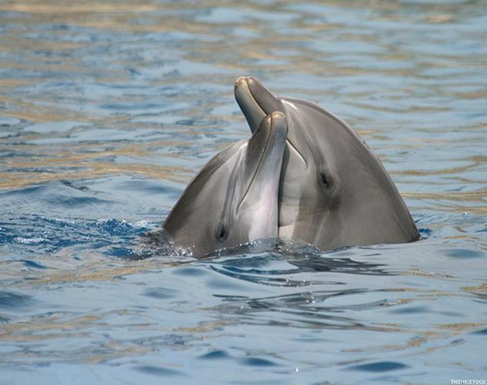 The 8 Cutest Animals That Like to Go Gay | Advocate.com