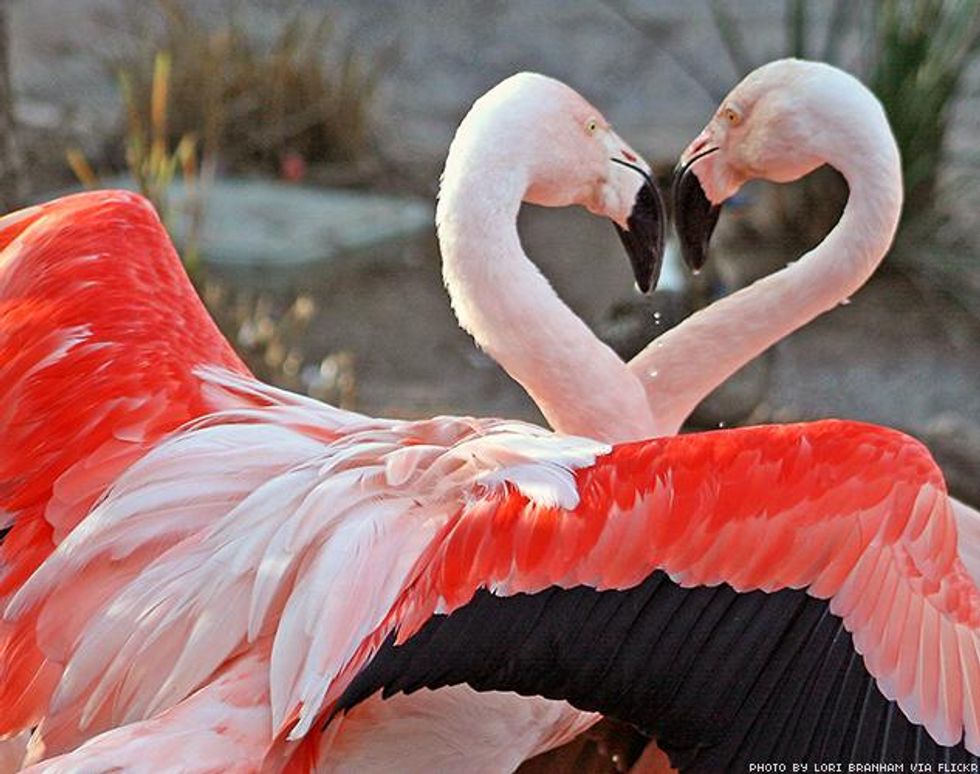 The 8 Cutest Animals That Like to Go Gay | Advocate.com
