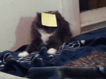 18 Presidential Candidates — As Depicted By Cats