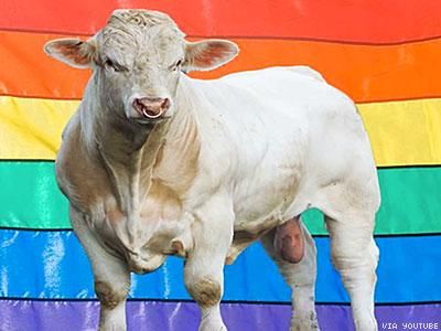 Benjy 'The Gay Bull' Is Actually Bisexual