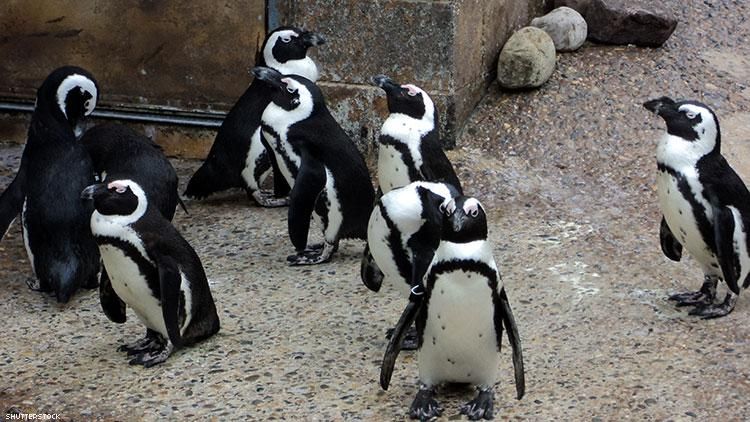 Gay Penguins Outnumber Straight Ones at Irish Zoo