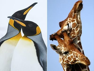 The 8 Cutest Animals That Like to Go Gay