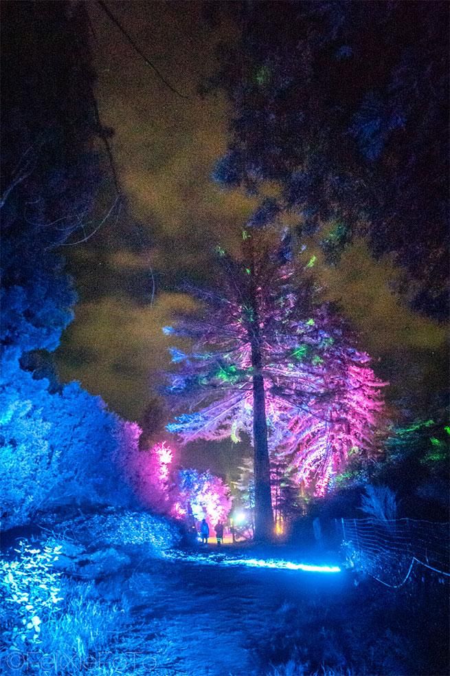 79 Bears of Summer at Lazy Bear Weekend, by Felix Xie